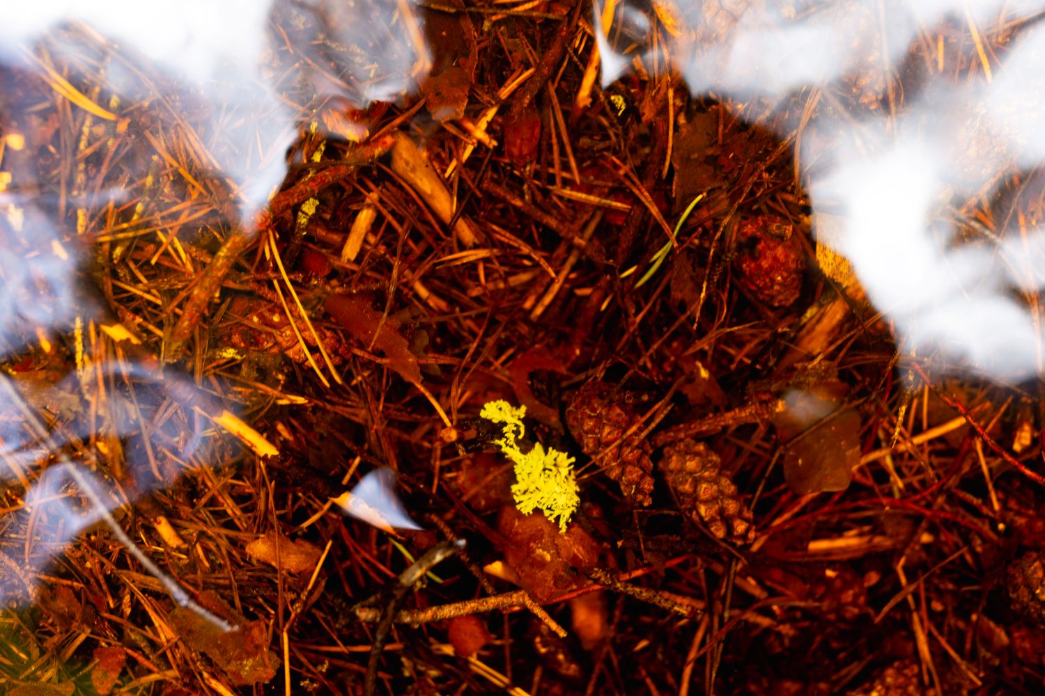 Les bienfaits du pollen de pin – Primal Supplements